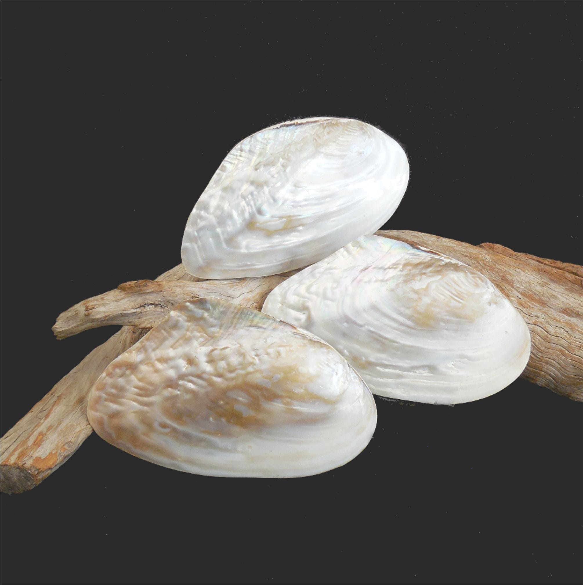 Large Whole Clam Shells 3 Pcs. 6