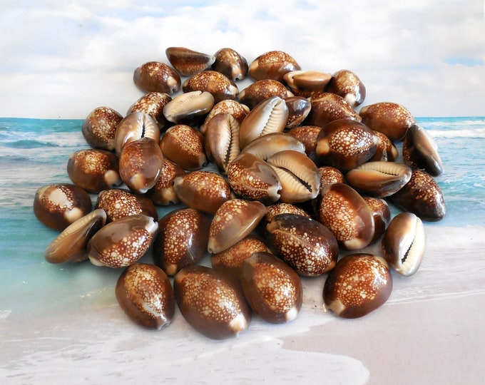 Snakehead Cowrie Shells 12 Pcs, 1 Inch Costume, Jewelry, Craft ...