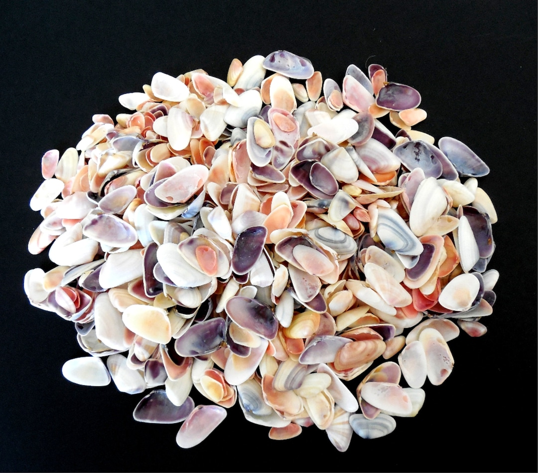 Coquina Shell Mix 200+ Pcs: Florida Beach Craft Seashells - Etsy