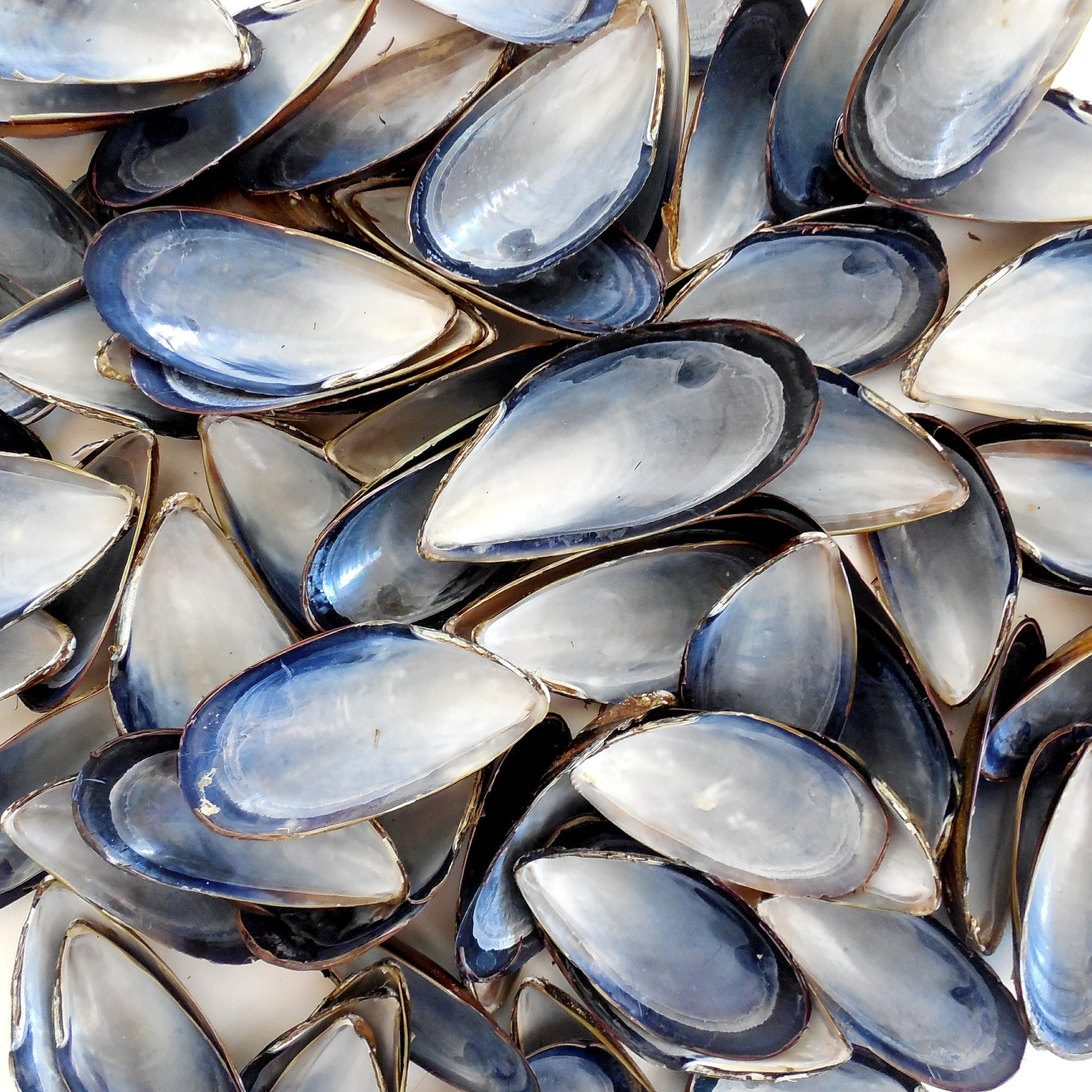 Bulk Mussel Shells 100 pcs 2 1/4 2 3/4 in. Bulk Mussel | Etsy