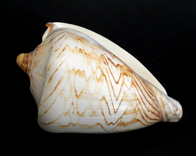 Large Noble Volute Shell 7" Natural Seashell Home Decor & Planter - Etsy
