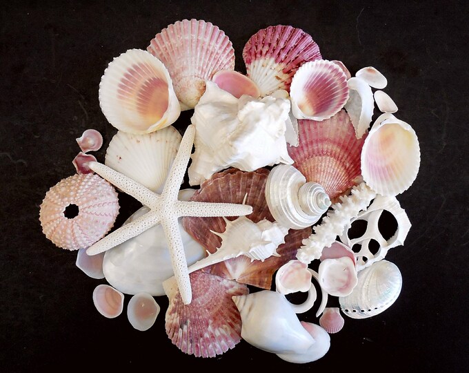 Seashell Mix Assorted Small - Medium Pink White Shell Variety ...