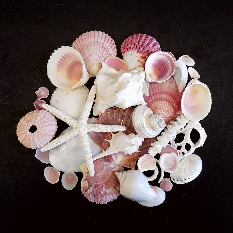 CoastalGlamour - Etsy