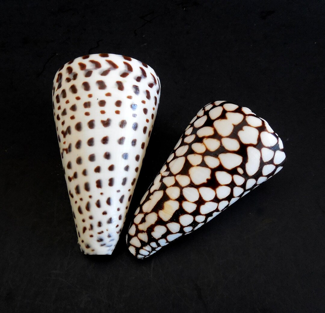 Marble & Letter Cone Shells 2 Pcs Large Seashells 3 1/2 - 3 3/4 ...