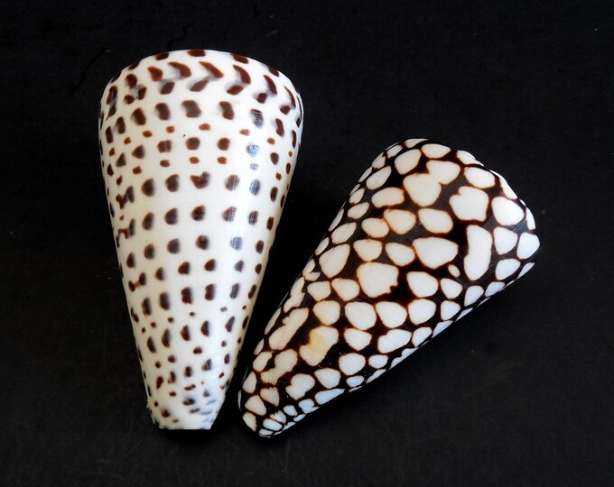 Marble & Letter Cone Shells: Coastal Beach Decor (2 Pcs, 3.5-3.75") - Etsy