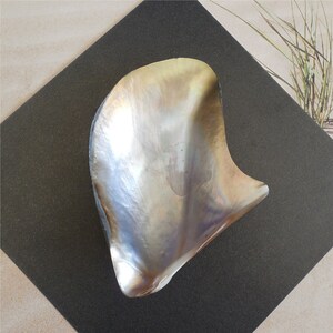 Large Brown Lip Oyster Shell Polished Seashell Beach Decor Craft ...