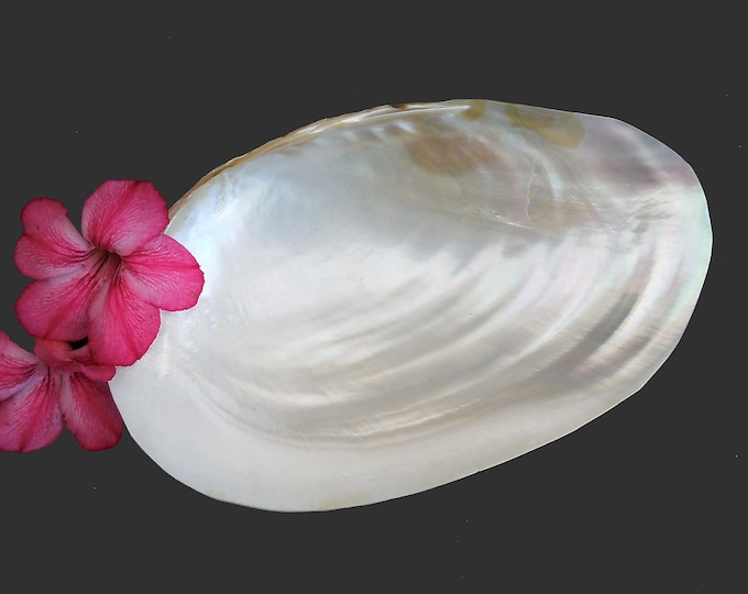 Large Polished Cebu Clam Shell 10 Inch Seashell for Coastal Decor ...