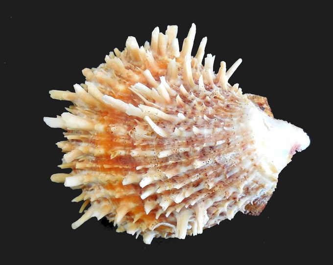 Orange Spiny Oyster Seashell 3 1/2", Hinged Thorny Clam Shell Spondylus ...