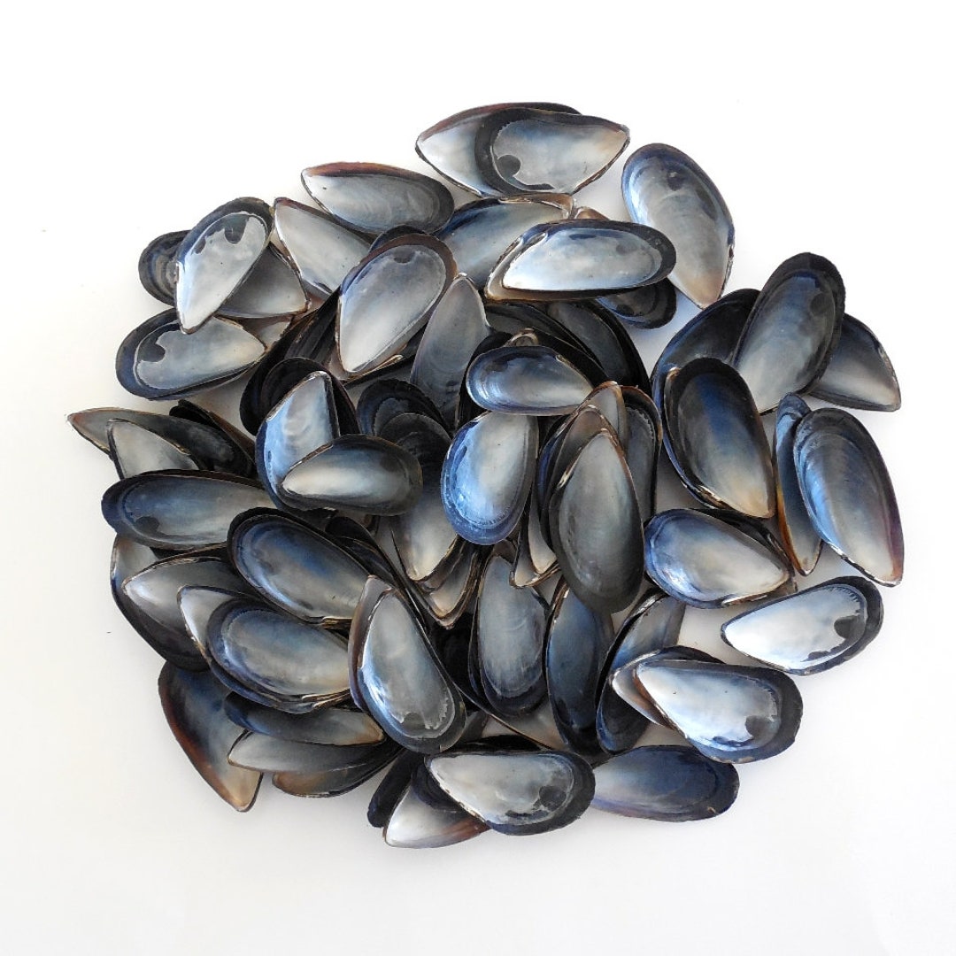 Bulk Mussel Shells 2 Inches to 2 3/8 Inches 25 Pcs - Etsy