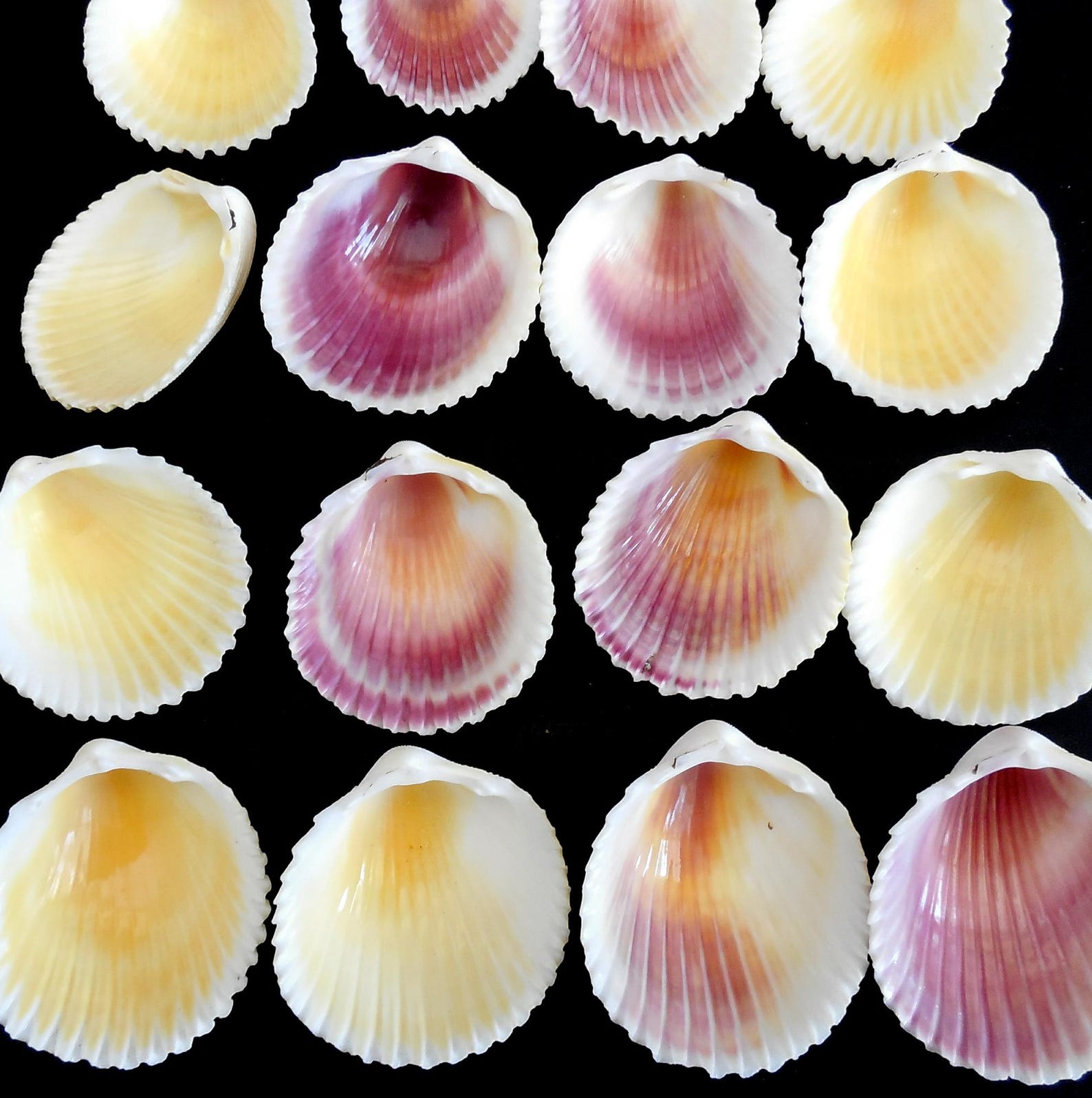Florida Prickly Cockle Clam Shells 20 Pcs. - Etsy