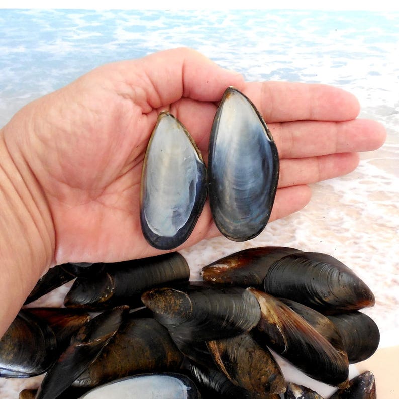 Large Mussel Shells 50 pcs 2 3/4 3 in Escort Shells Bulk | Etsy