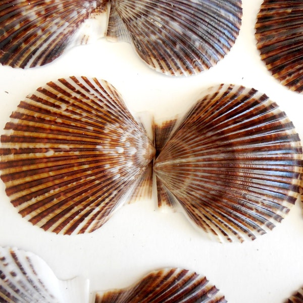 Scallop Shell - Etsy
