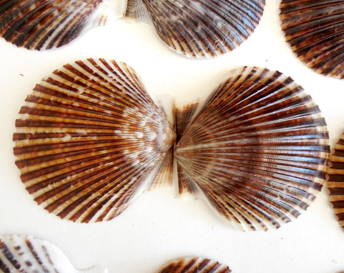 Brown Scallop Shells 20 Pcs From Sanibel Florida Seashells for Coastal ...