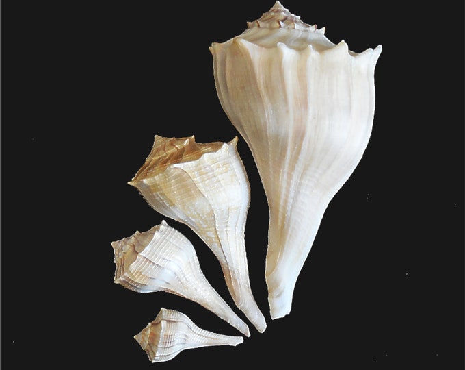 Lightning Whelk Shells 4 Pcs Florida Seashell Planter Beach Nautical ...