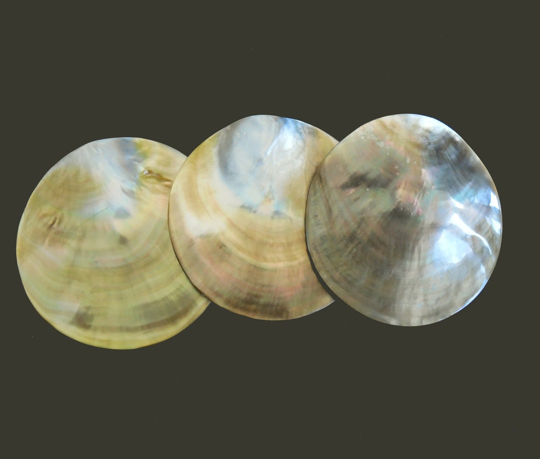 3 Large Black Lip Oyster Shell 3 3 1/4 In. Polished Mother - Etsy