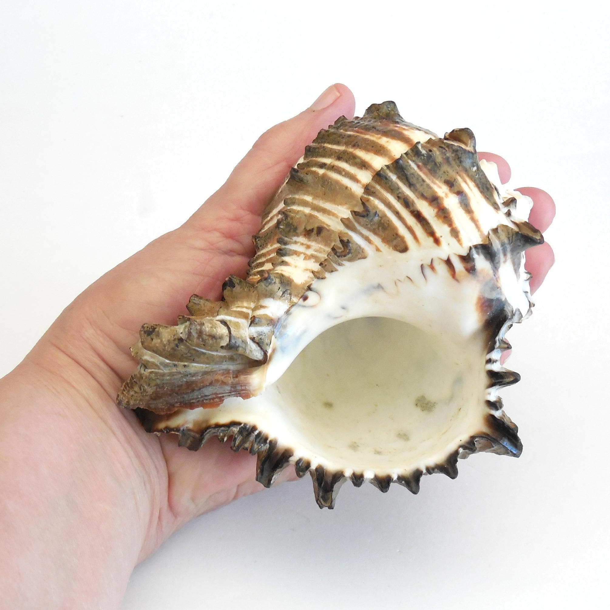 Large Radish Murex Conch Shell With Spikes 5 1/4"l Dark Brown Seashell ...