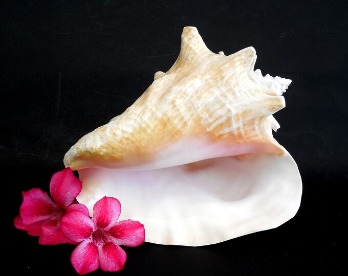 Large Conch Shell 9" Pink Queen Conch Seashell Sea Shell Planter ...