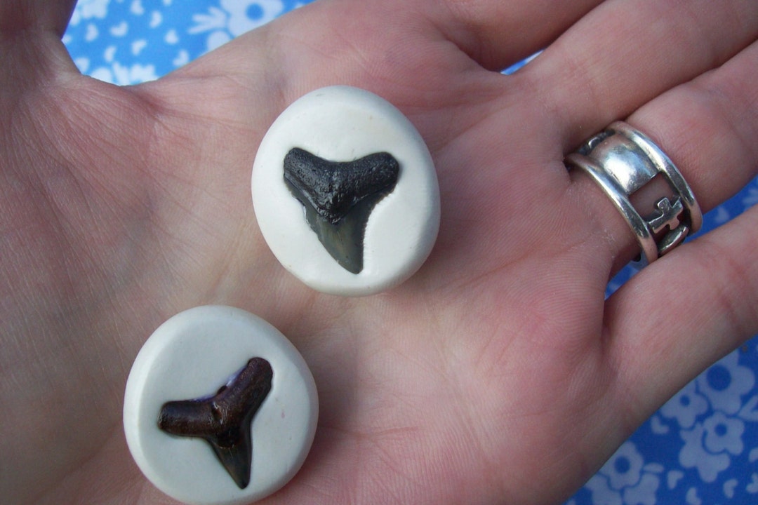 Set of Two Genuine Shark Teeth Clay Set Refrigerator Magnets - Etsy