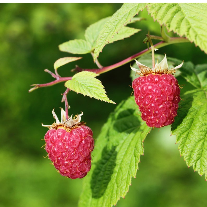 Jam of the Month Club - 2 Jars of Homemade Jam for (3)(6) or (12 ...