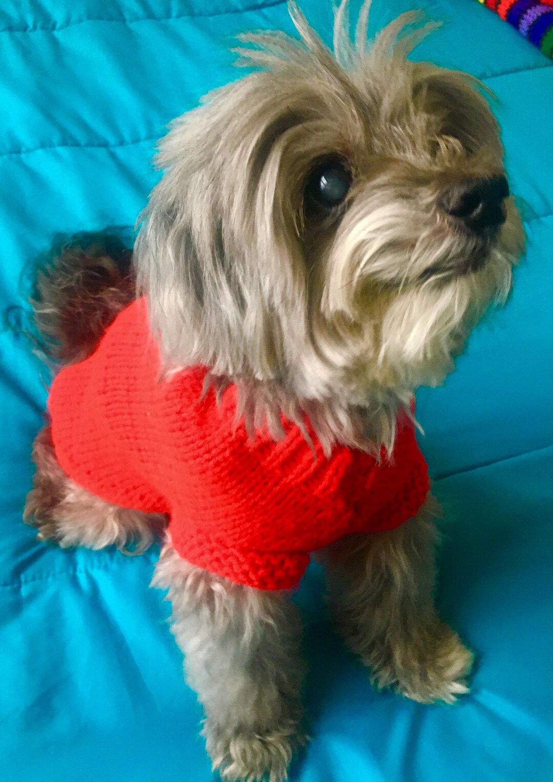 Red Dog Sweater, READY2SHIP, Lg,fox Terrier Sweater,poodle Sweater ...