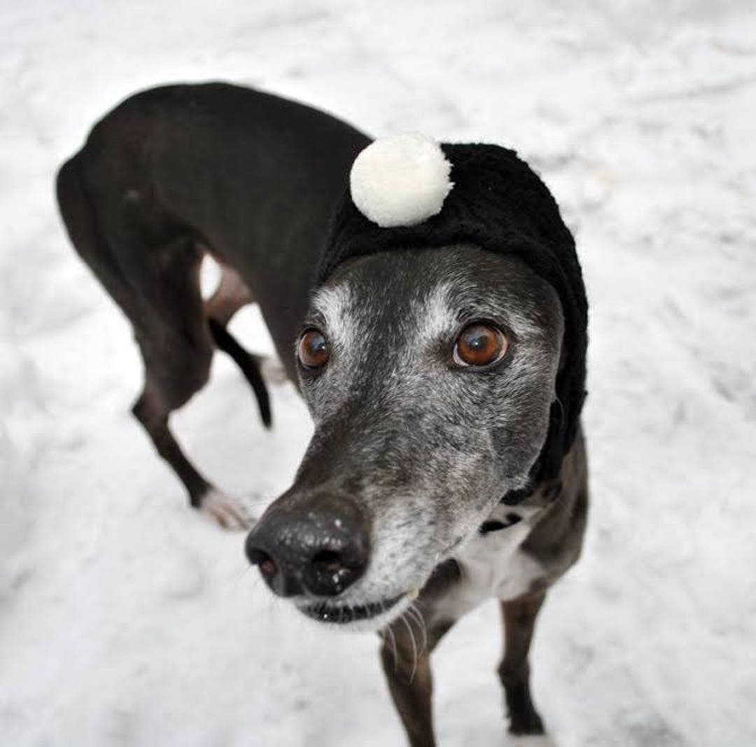 Dog Hat, CUSTOM ORDER, Greyhound Hat, Whippet Hat, Italian Greyhound ...