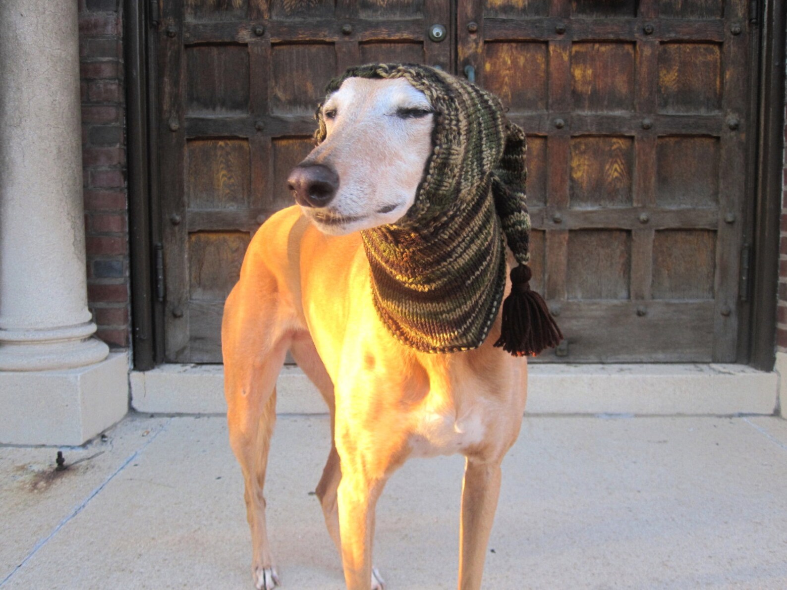 Camouflage Dog Hat Hand Knitted Dog Beanie Green Hipster | Etsy