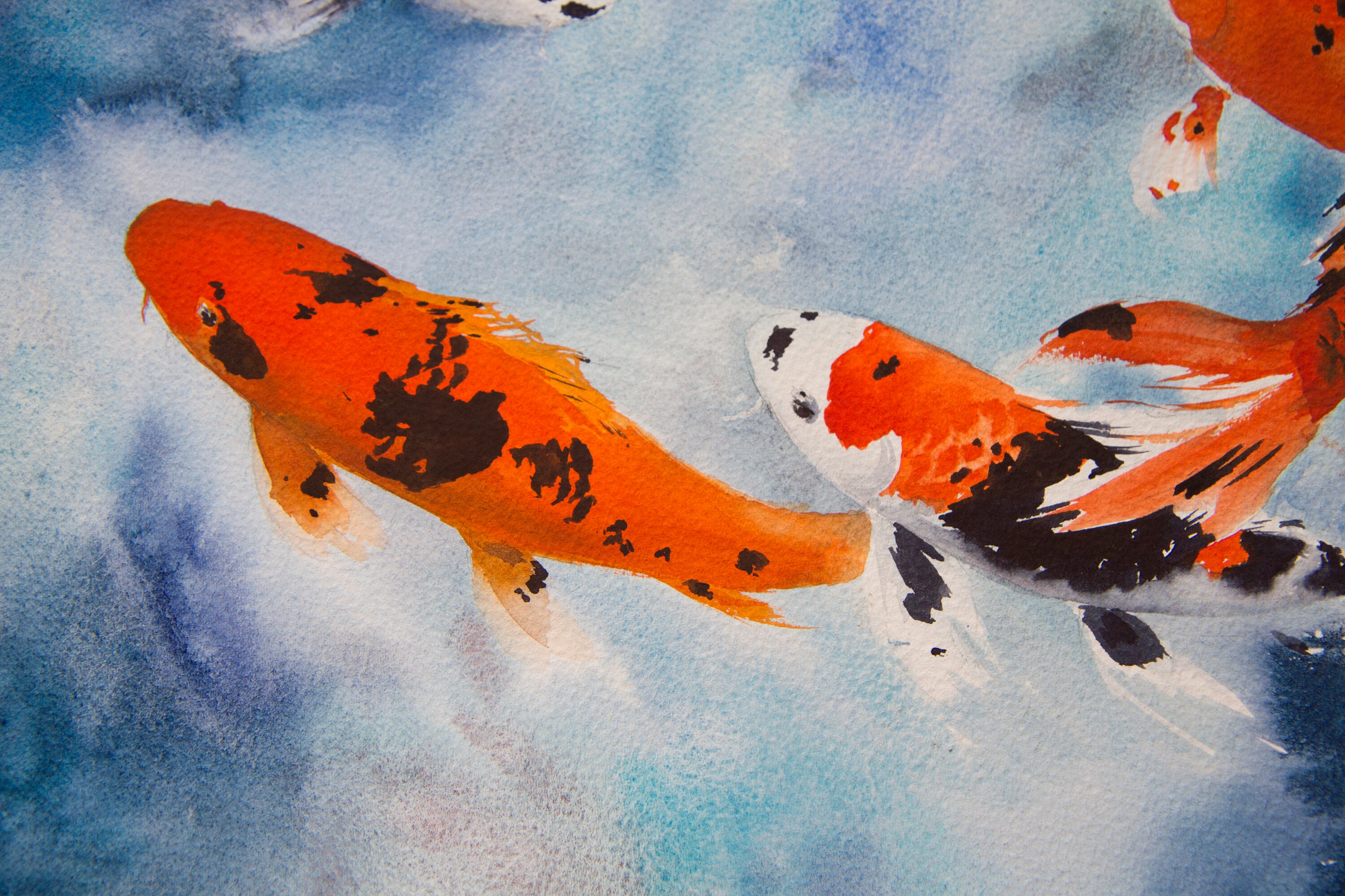 Koi Original Watercolor Painting Fish Wall Art Home Decor | Etsy