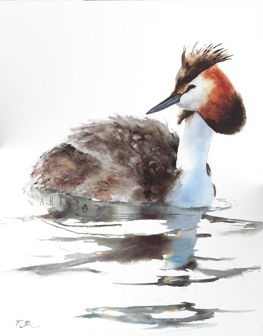 Great crested grebe original watercolor painting water bird - Etsy.de