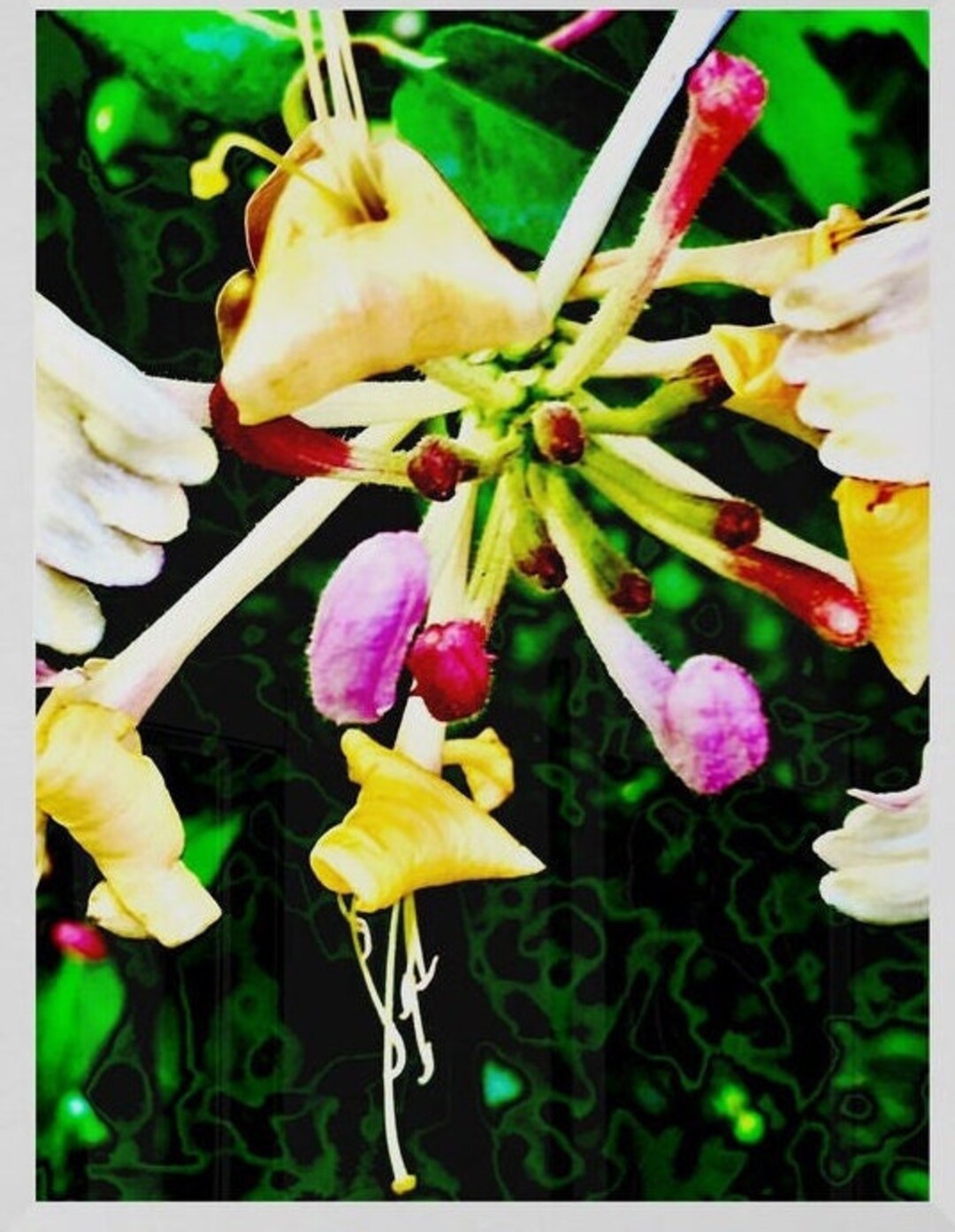 Miracle Flower Art Photography Print: Ann Arbor Yard Tree - Etsy