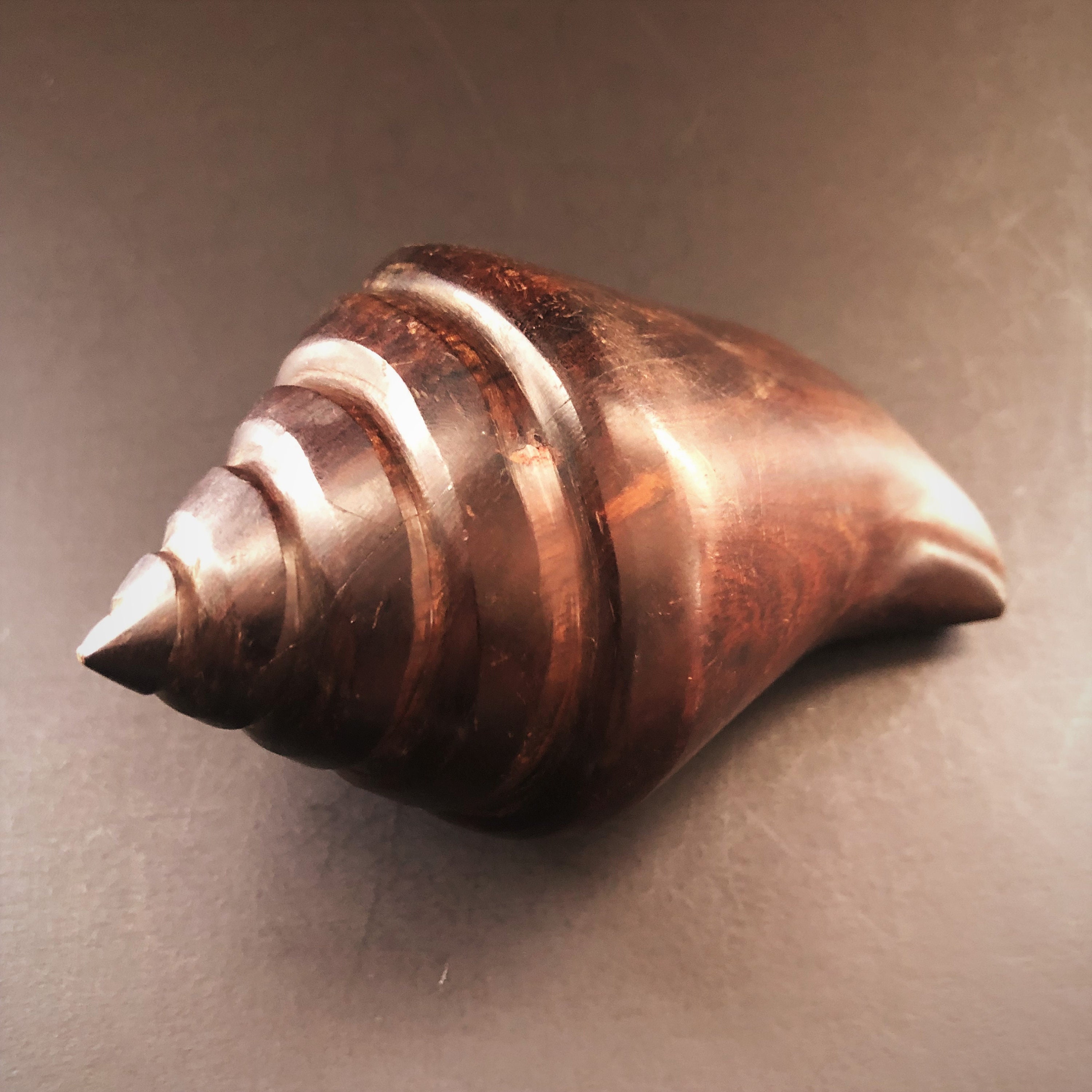 Wood Carving. Vintage Hand Carved Sea Shell / Conch Shell. - Etsy