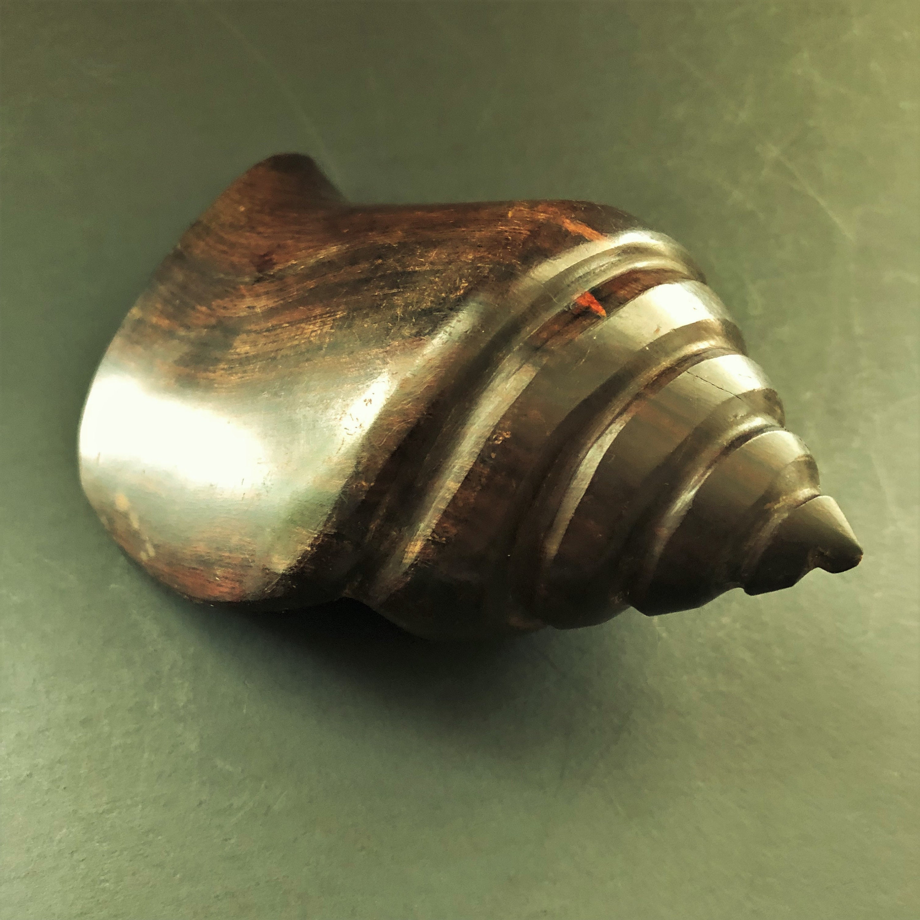 Wood Carving. Vintage Hand Carved Sea Shell / Conch Shell. - Etsy