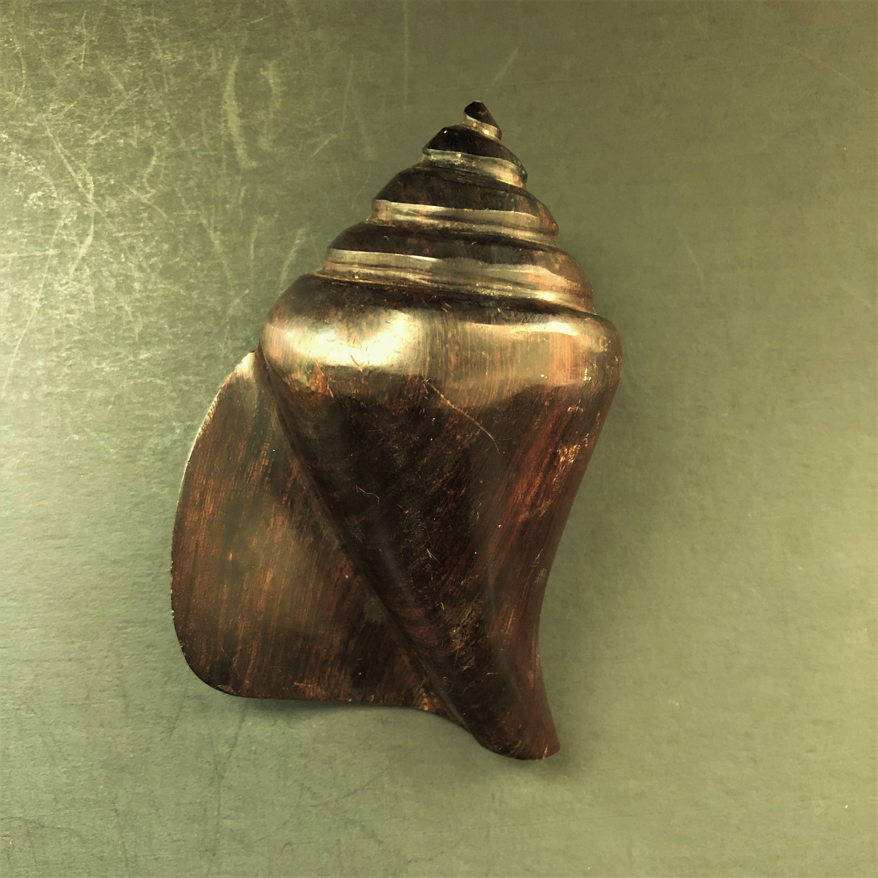 Wood Carving. Vintage Hand Carved Sea Shell / Conch Shell. - Etsy