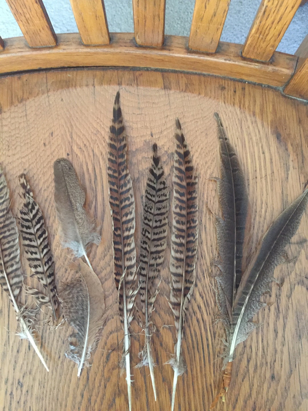 Group of Naturally Sourced Ring Neck Pheasant Feathers - Etsy