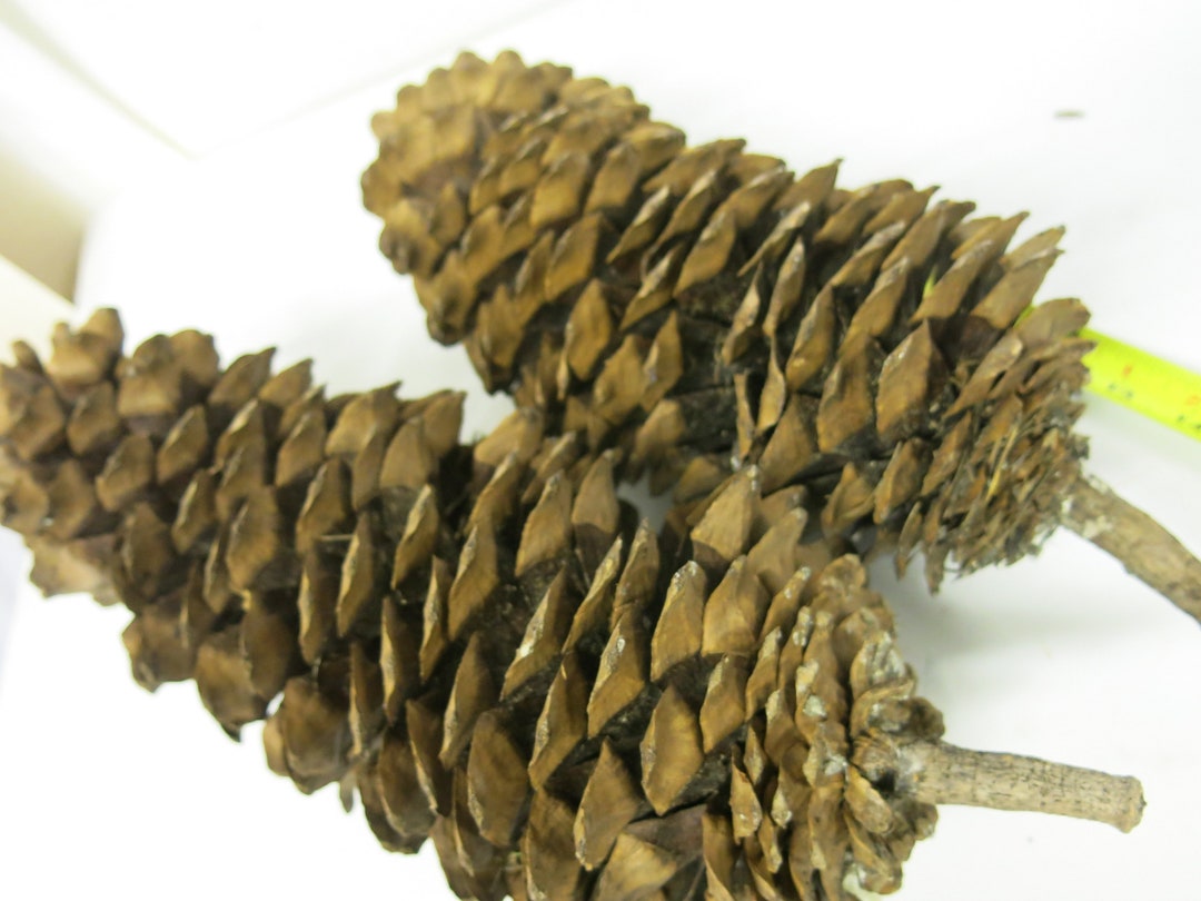 Sugar Pine Cone Extra Large Rare Giant Pine Cones Set of Two 18" - Etsy