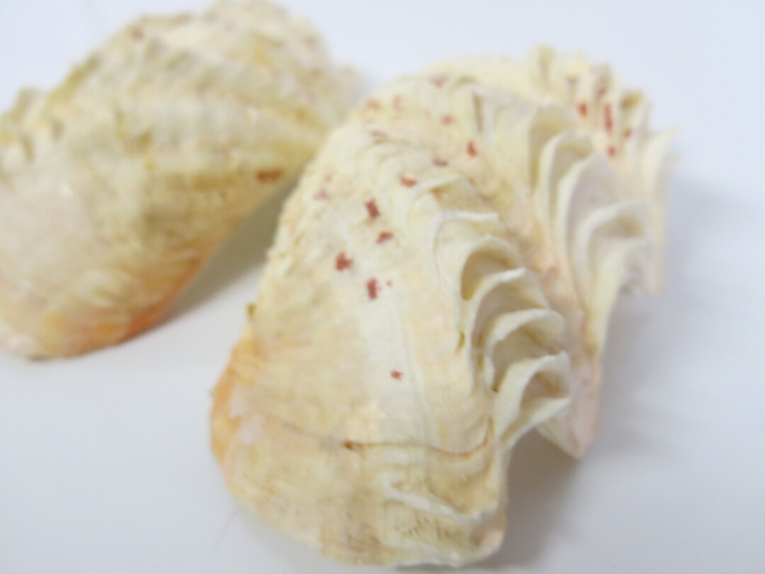 Tridacna Ruffled Clam Shell: Natural Home Decor (7 Inch, 2 Sides Full ...