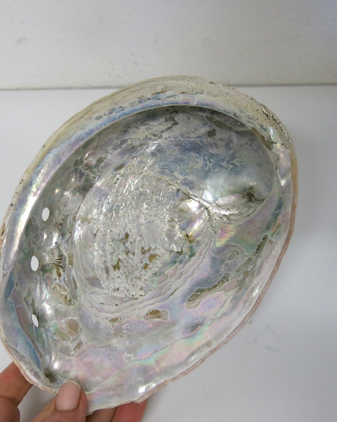 Abalone Shell Old Red Abalone Shell 1950's Large 8" Untreated ...