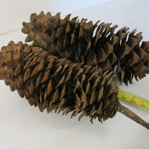 Sugar Pine Cone Extra Large Rare Giant Pine Cones Set of Two 18" - Etsy