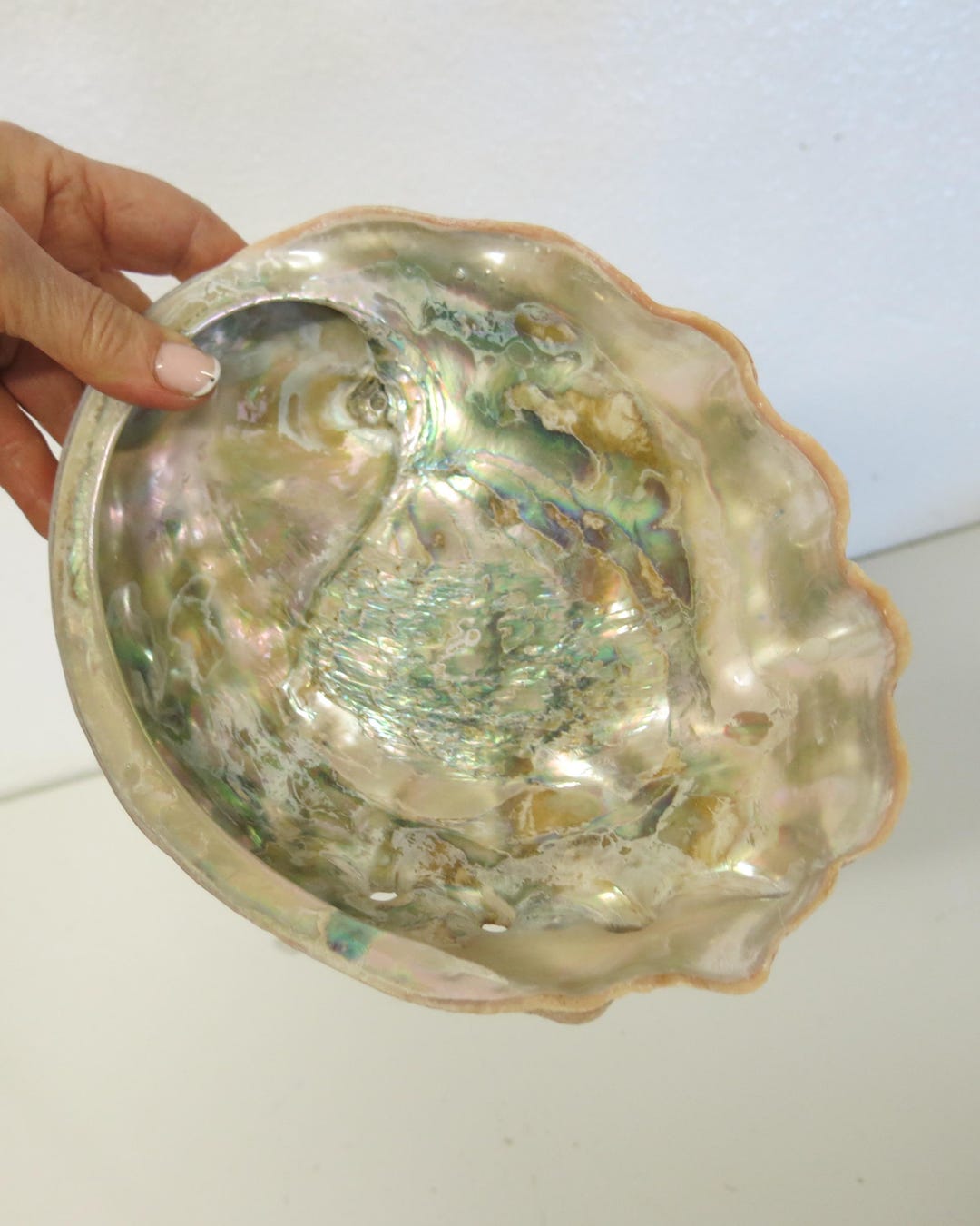 Abalone Shell Old Red Abalone Shell 1950's Large 8 1/2" Untreated - Etsy