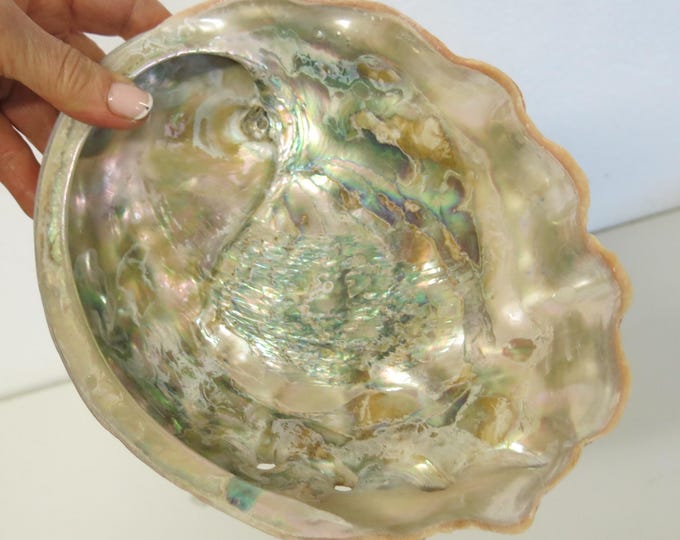 Abalone Shell Old Red Abalone Shell 1950's Large 8 1/2" Untreated - Etsy