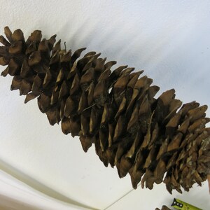 Sugar Pine Cone Extra Large Rare Giant Pine Cones Set of Two 18" - Etsy