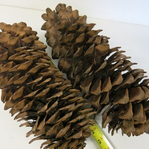 Sugar Pine Cone Extra Large Rare Giant Pine Cones Set of Two 18" - Etsy