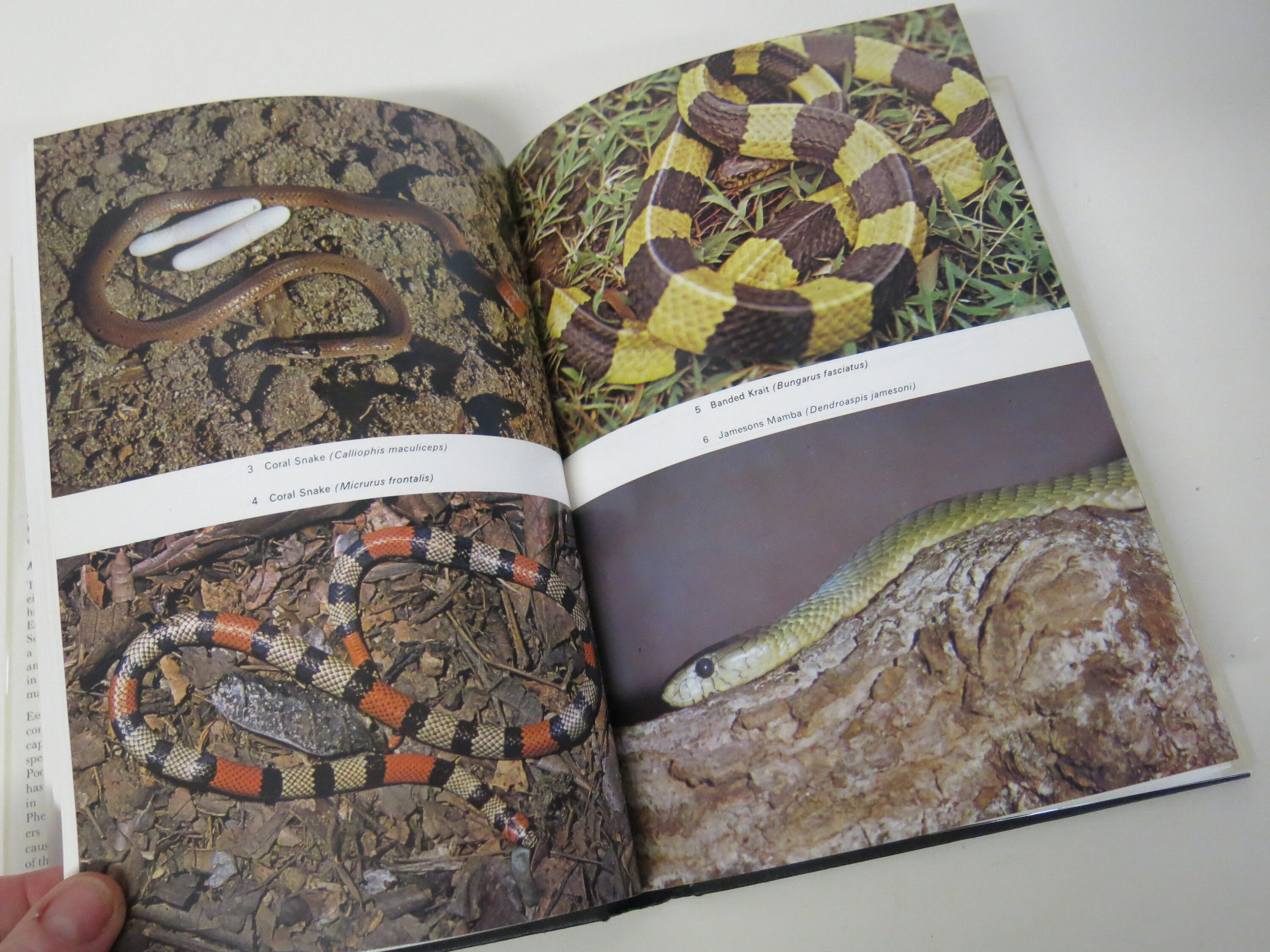 Poisonous Snakes Book Tony Phelps 1st Edition 1981 - Etsy UK