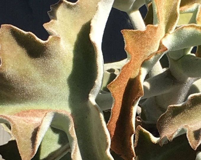 SINGLE LEAF Rooted, African Felt Bush Copper Kalanchoe Drought Tolerant ...