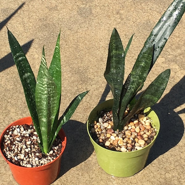 Tall Snake Plant - Etsy