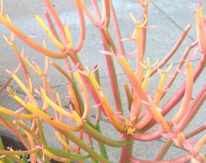 Pencil Plant RED Fire-sticks, Rooted Plant for Fairy Gardens, Shade and ...