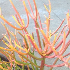 Pencil Plant RED Fire-sticks, Rooted Plant for Fairy Gardens, Shade and ...