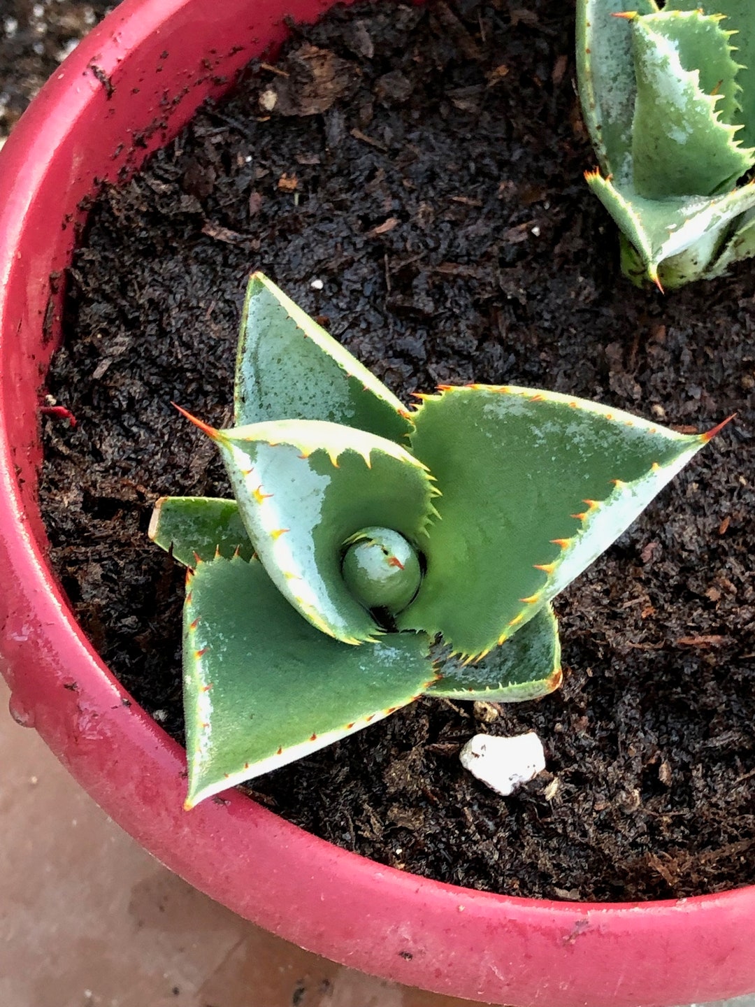 SMALL Dragon Toes Agave, Gray-blue Leaves With Red Tips, Grows 1-2 ...