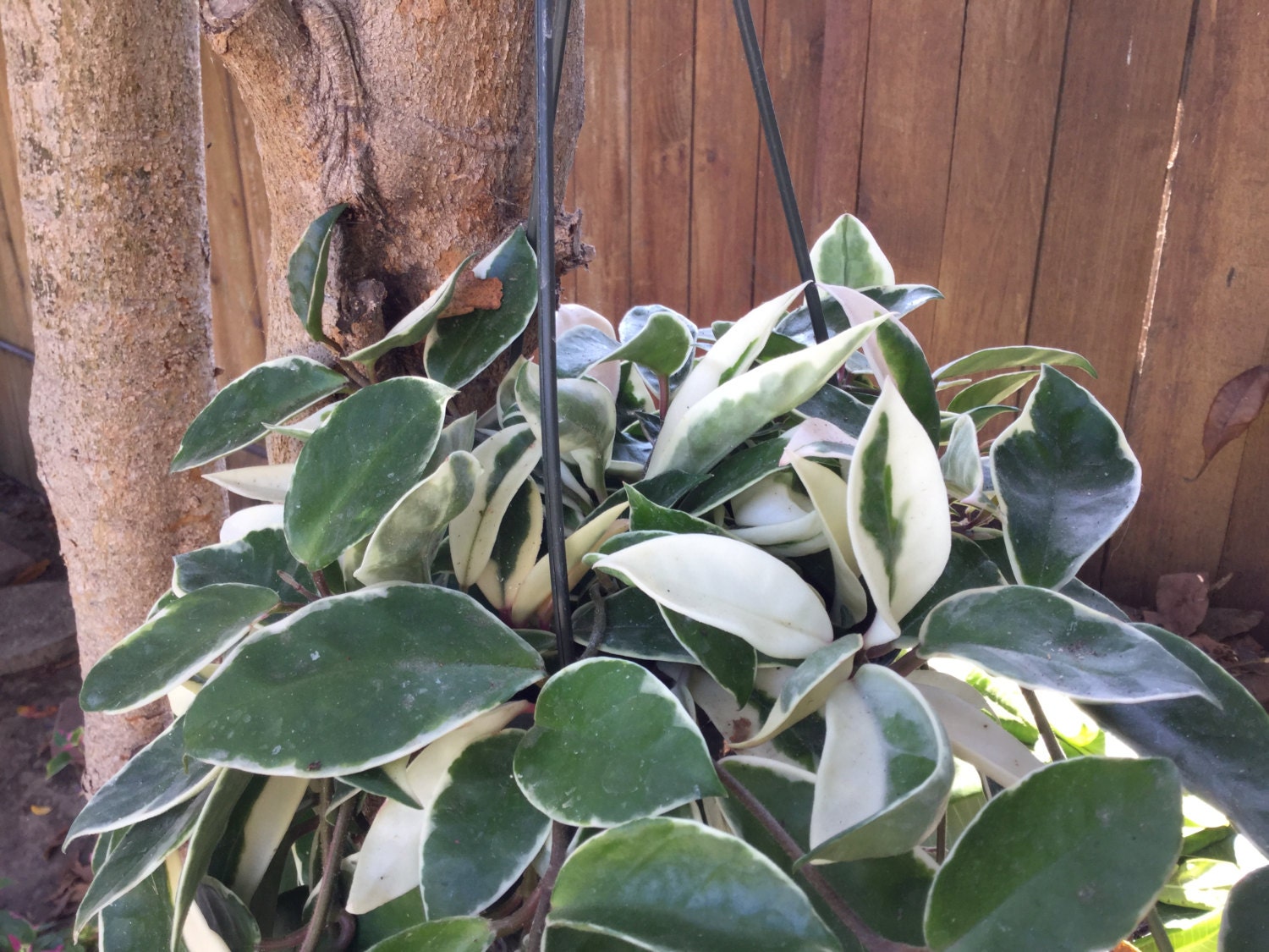 Set of 2, Hoya ROOTED, Flower Plant Variegated, Trailing Hoya Needs ...