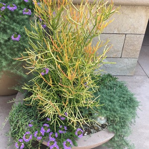 Pencil Plant RED Fire-sticks, Rooted Plant for Fairy Gardens, Shade and ...