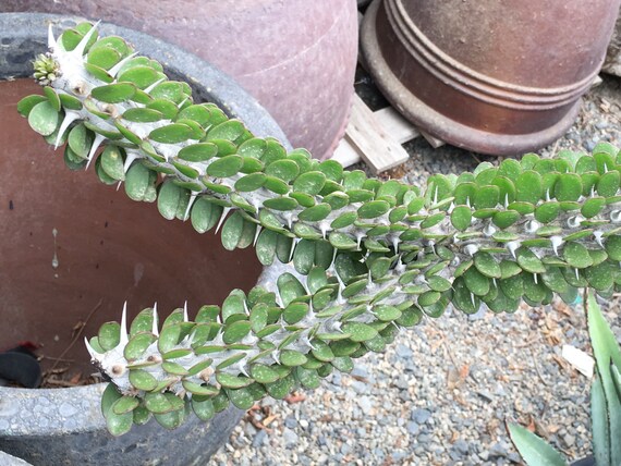 Cactus False Ocotillo ROOTED Tall Alluaudia procera Various | Etsy